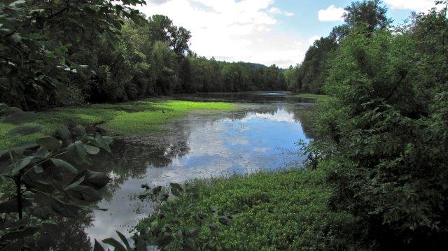 A Walk in Minto-Brown Island Park | Melanie Anne Phillips